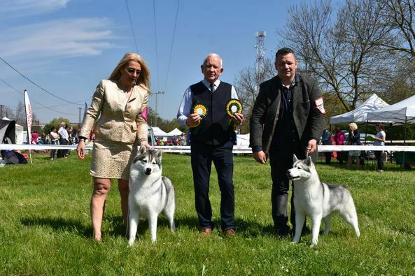 Hírek - Pécs IDS - Stamiel Kennel - Szibériai husky kennel