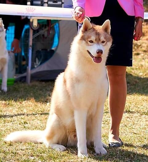 Hírek - Pécs IDS - Stamiel Kennel - Szibériai husky kennel