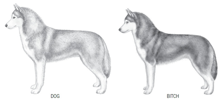Stamiel Kennel - About breed - Standard